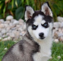 Pomsky štenci spremni za svoj novi dom