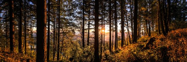 Oregon Bald Peak State Park