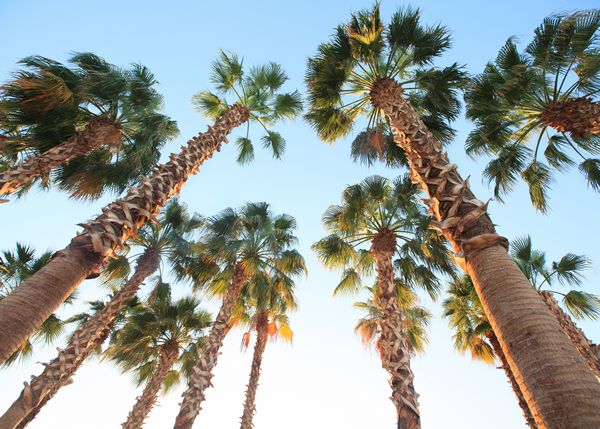 Florida palme i plavo nebo