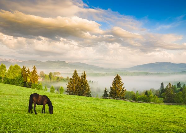 Ukrajina zivotinje u prirodi