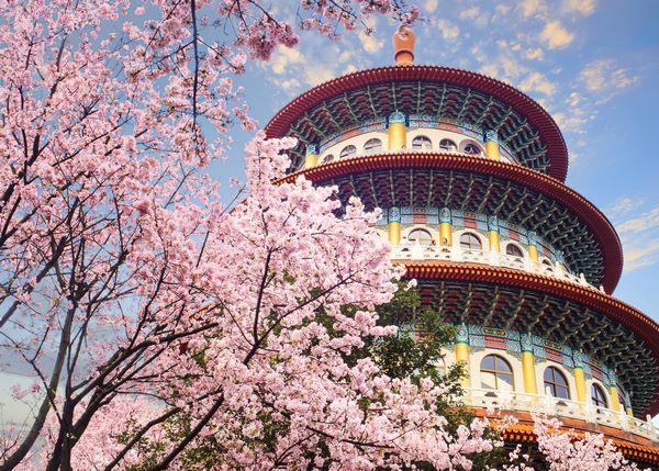 Tajvan The sakura garden in Taipei
