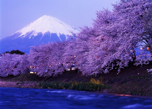 Japan ljubicasto