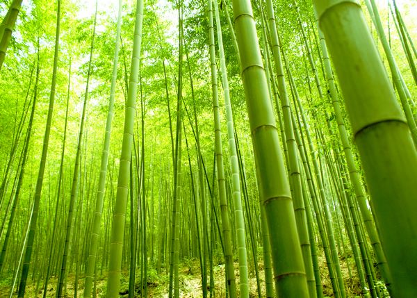 Japan suma