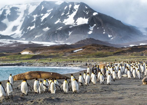 Farska ostrva zivotinje