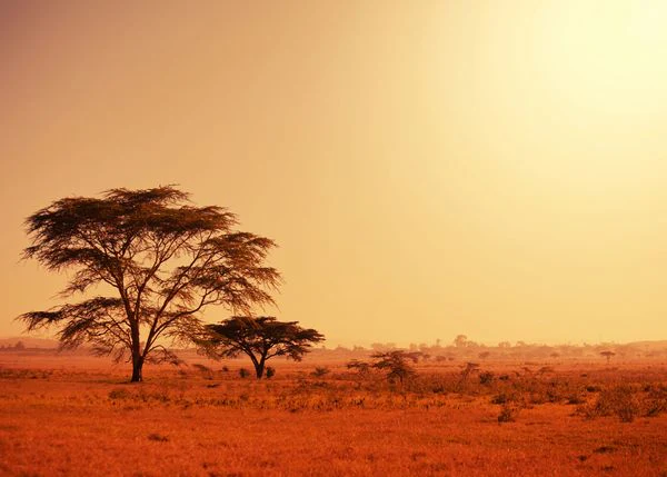 Namibija i veliko drvo