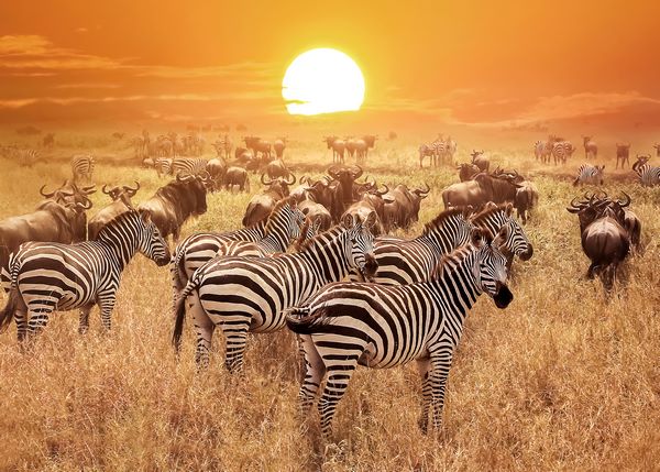 Tanzanija zebra u parku u Serengeti