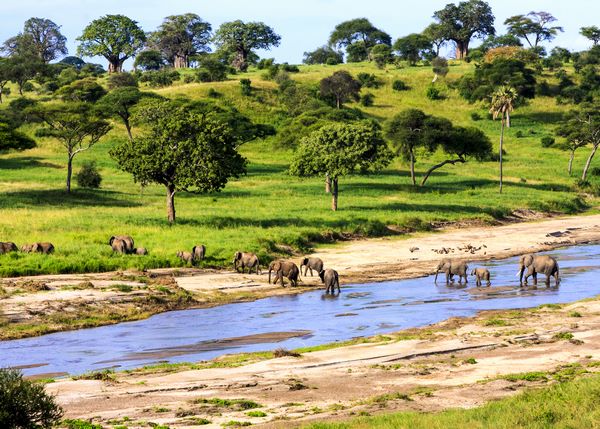 Tanzanija nacionalni park u Serengeti