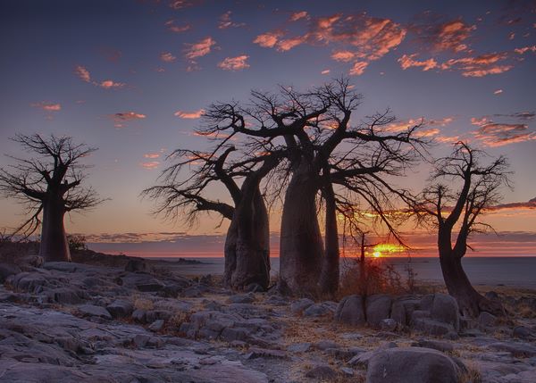 Bocvana drvo Baobab na ostrvu LeKubu