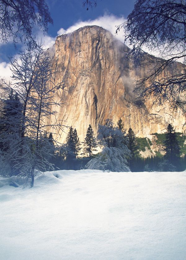 Drvece fotografija planina i drvece