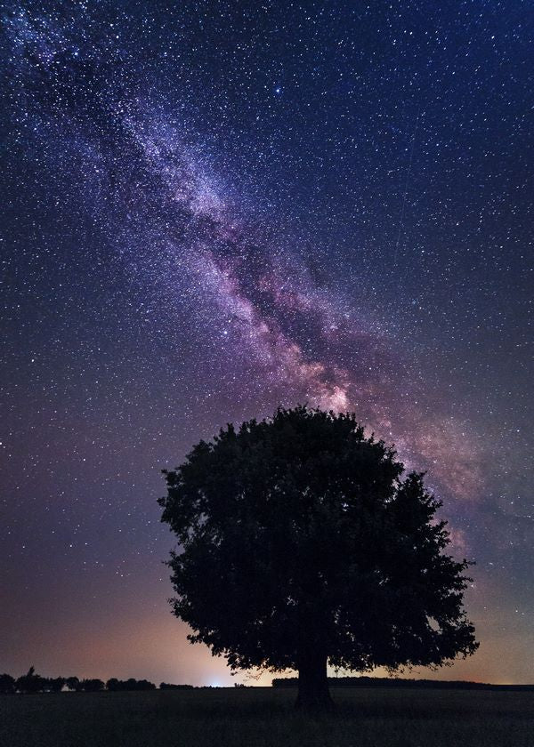 Drvece fotografija zalazak