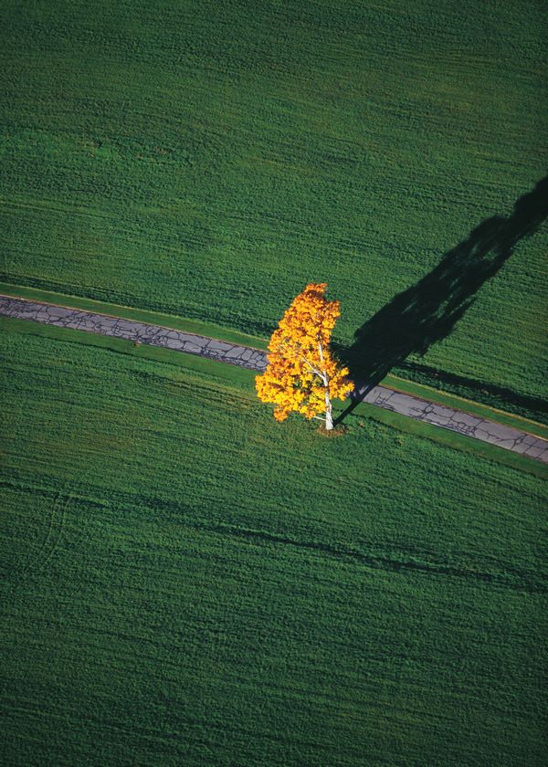 Drvece fotografija velika senka