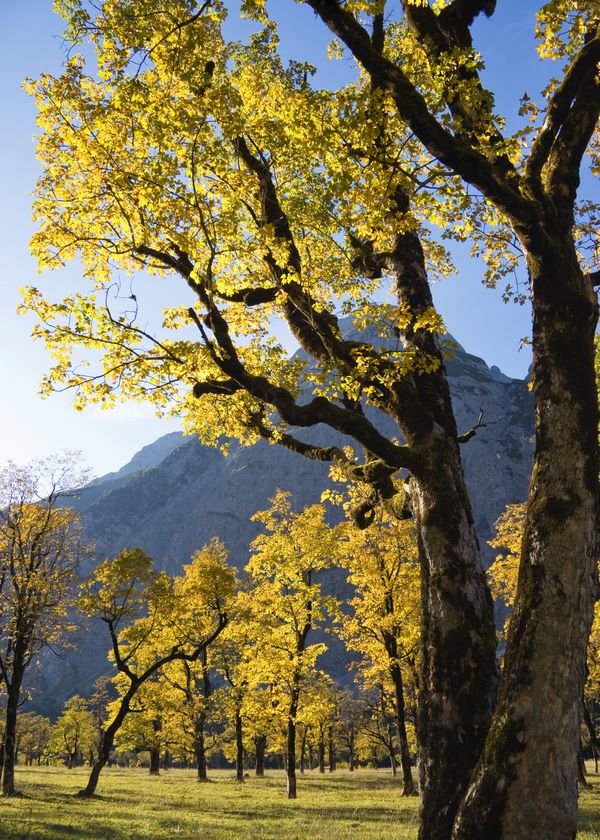 Drvece fotografija zuto lisce na drvetu