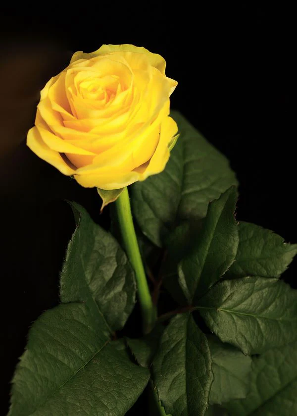 Za ruža ljubavne pozadinu slike mememachine.unrulymedia.com: Web