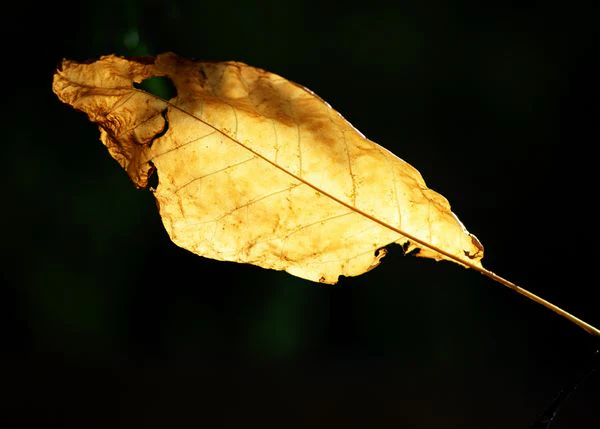 Lisce fotografije mrak i listic