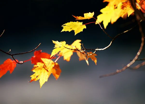 Lisce fotografije grancica i zlatno lisce