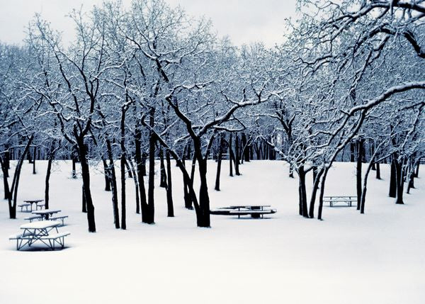 Drvece fotografija sneg klupa