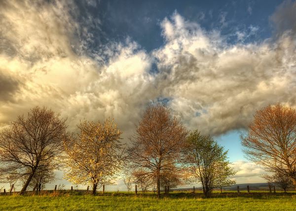 Drvece fotografija veliki beli oblaci