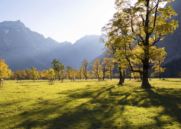 Drvece fotografija planine i livada