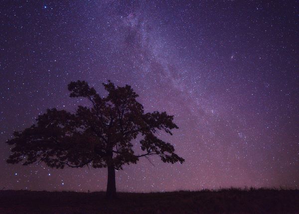 Drvece fotografija ljubicasta boja