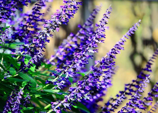 Ljubicasto cvece lavanda