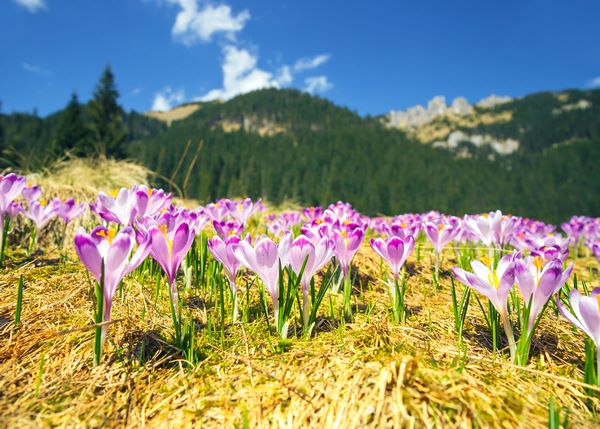 Pink cvece i planina