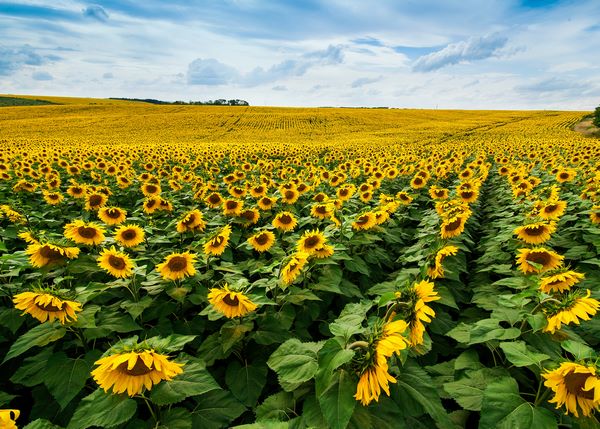 Suncokreti veliko sareno polje