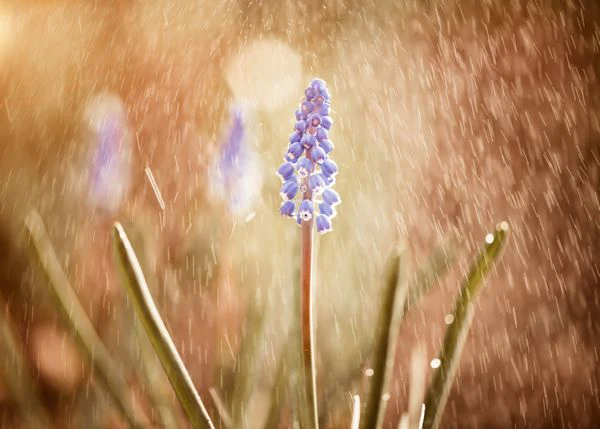 Ljubicasto cvece lavanda na kisi