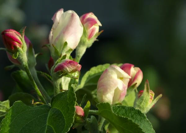 Dekorativno cvece ruze