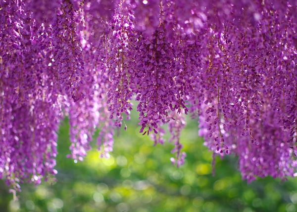 Visteria boja