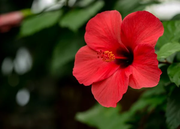 Hibiskus cvet