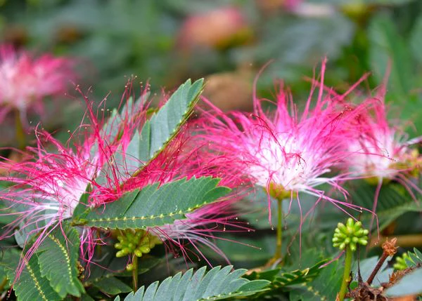 Egzoticne biljke roze