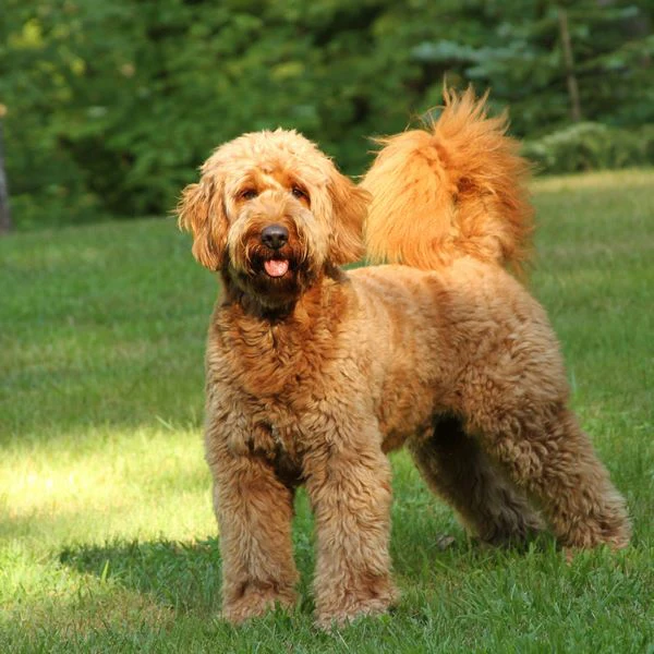 Goldendoodles trava