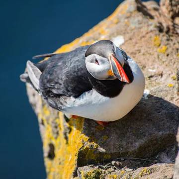 Puffin kljunic