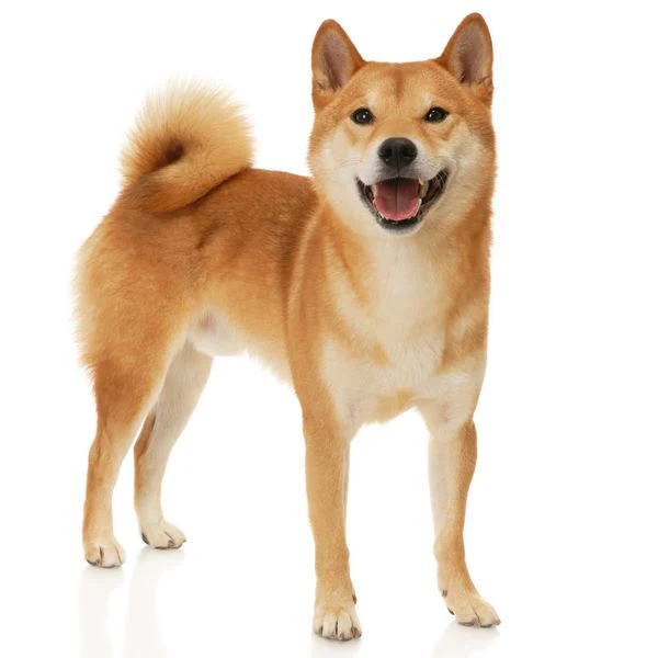 Akita inu bela pozadina