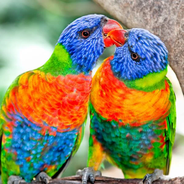 Papagaj se ljubi