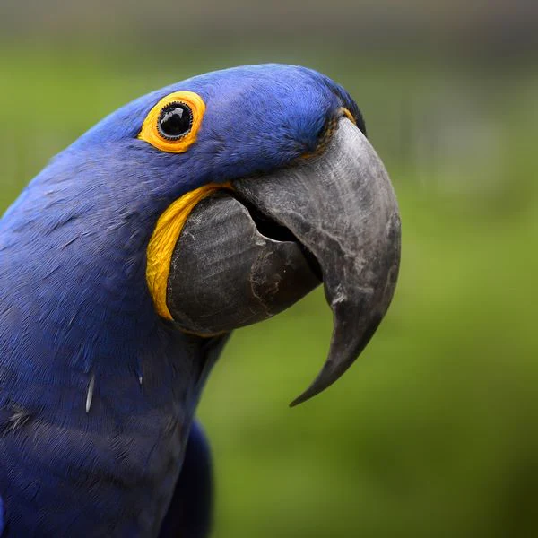Papagaj boje plave