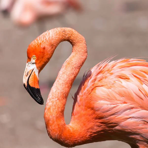 Flamingo tuzan