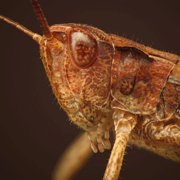 Insekti buba braon