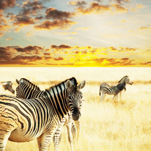 Zebra i sunce i oblaci