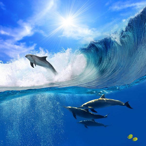 Delfin tri u vodi jedan iznad