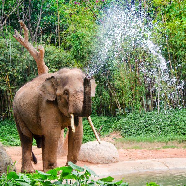 Slon prskanje vode