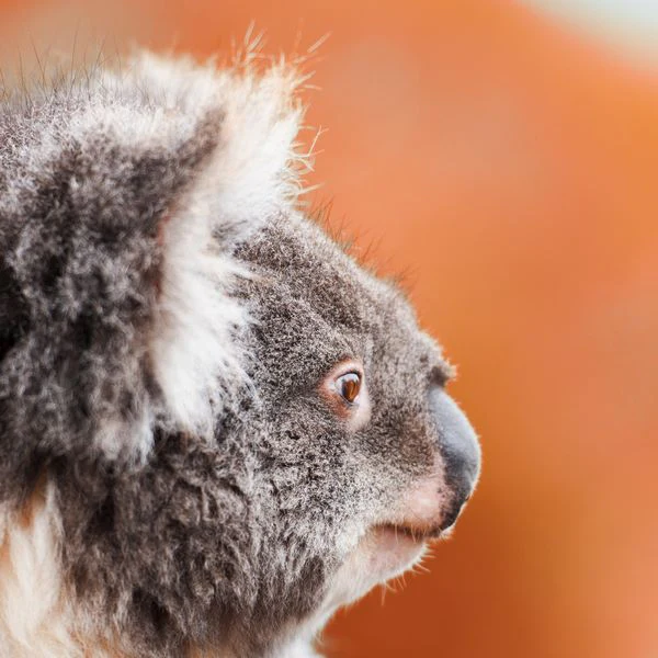 Koala profil