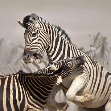 Zebra sukob