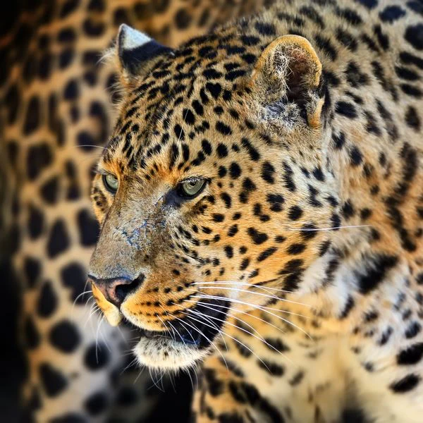 Leopard krupan kadar