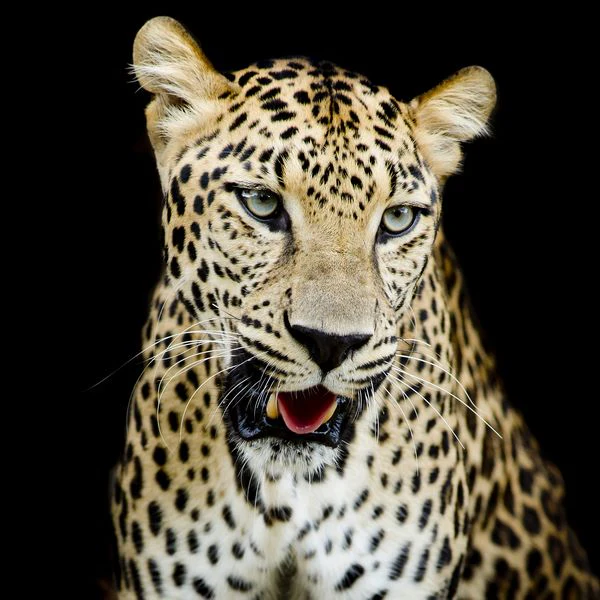 Leopard izbliza