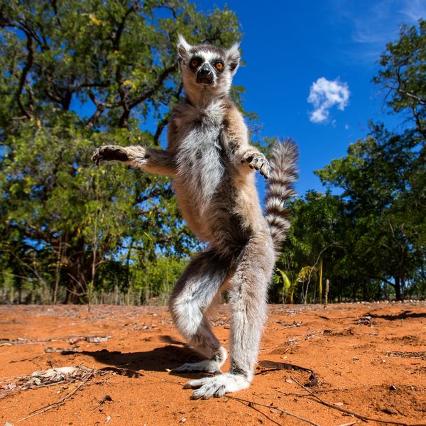 Lemur djuska