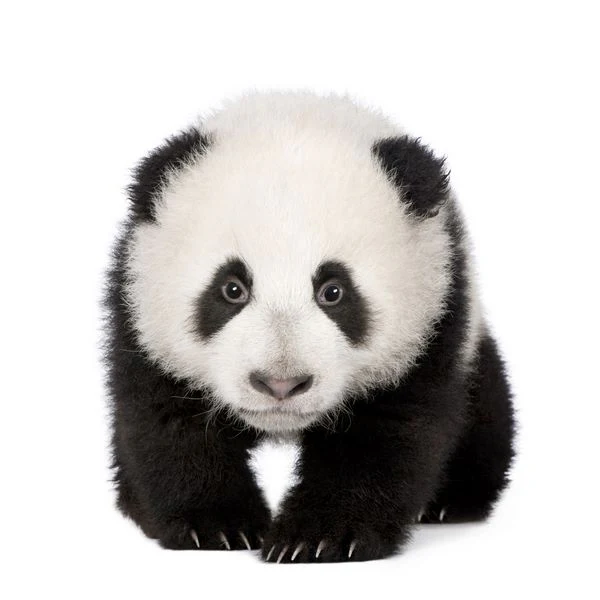 Panda bela pozadina