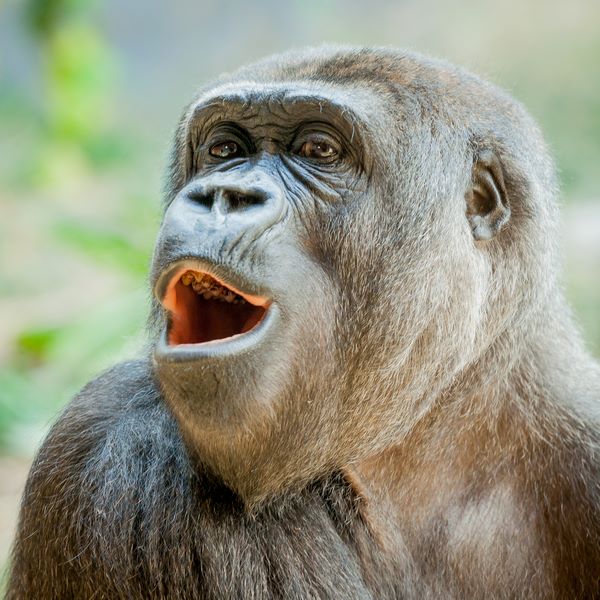 Majmun Gorila se smeje