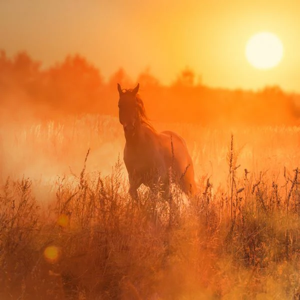Konj i sunce