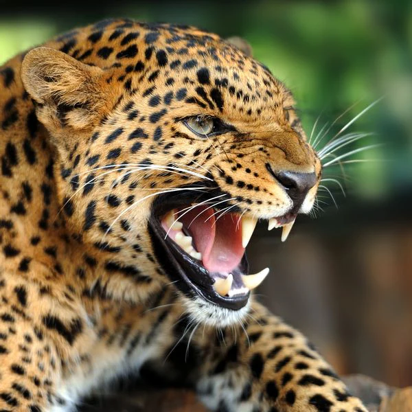 Leopard i urlik